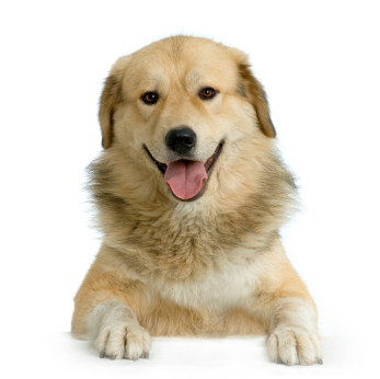 Secrets to Dog Training | Dog Obedience Training to Solve Dog Behavior ...
