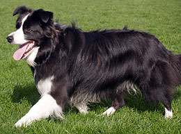 Secrets to Dog Training Weekly Newsletter