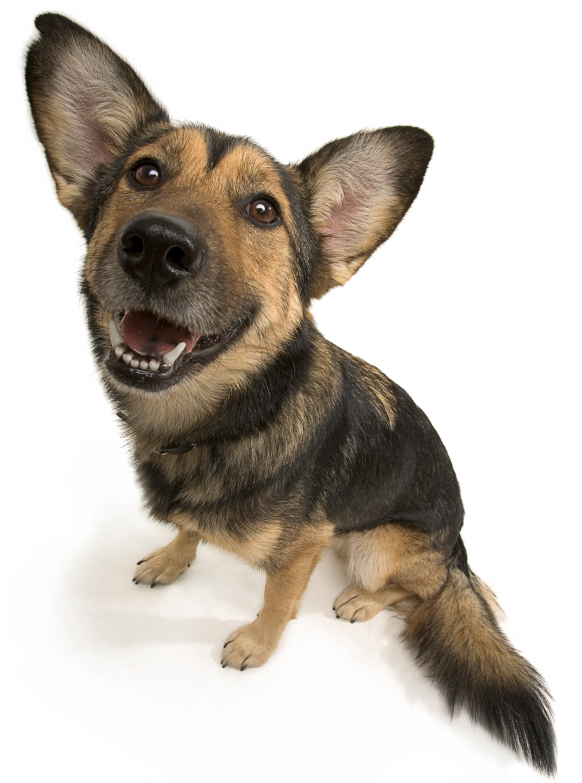 Secrets to Dog Training | Dog Obedience Training to Solve Dog Behavior ...