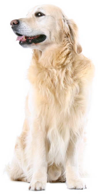 Secrets to Dog Training | Dog Obedience Training to Solve Dog Behavior ...