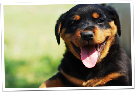 Secrets to Dog Training | Dog Obedience Training to Solve Dog Behavior ...